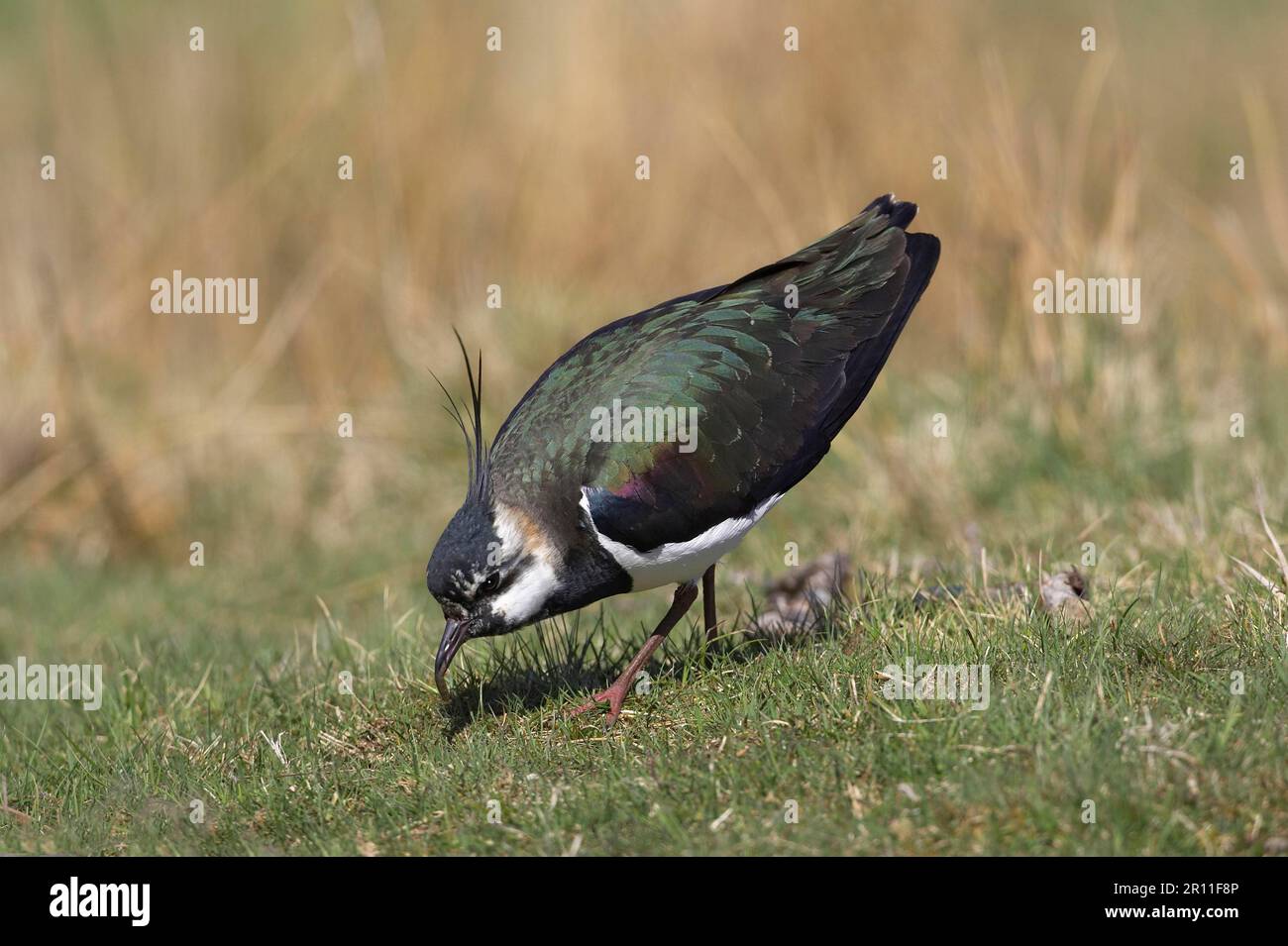 Giant lapwing hi-res stock photography and images - Alamy