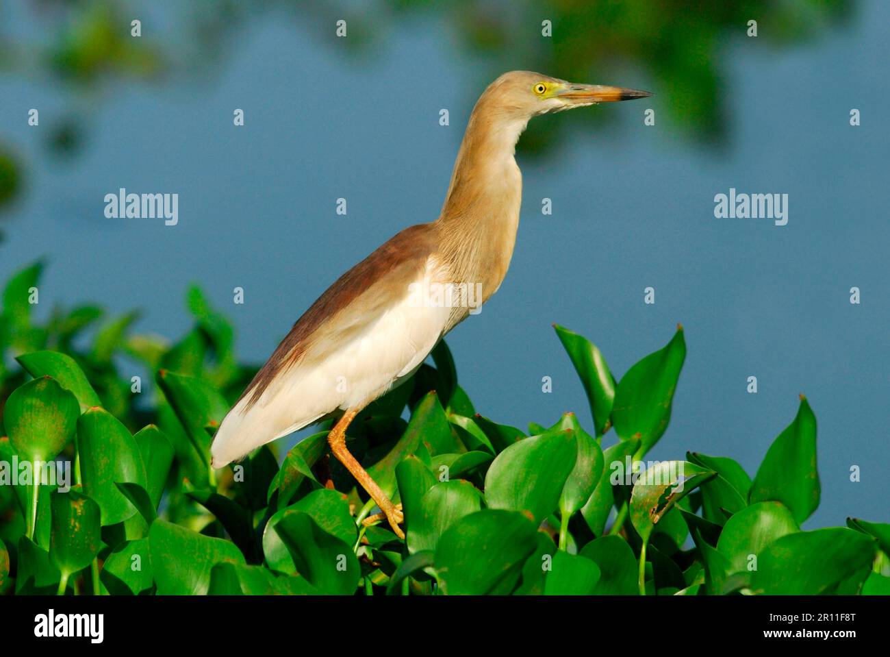 Indian indian pond heron (Ardeola grayii) adult, in breeding plumage ...