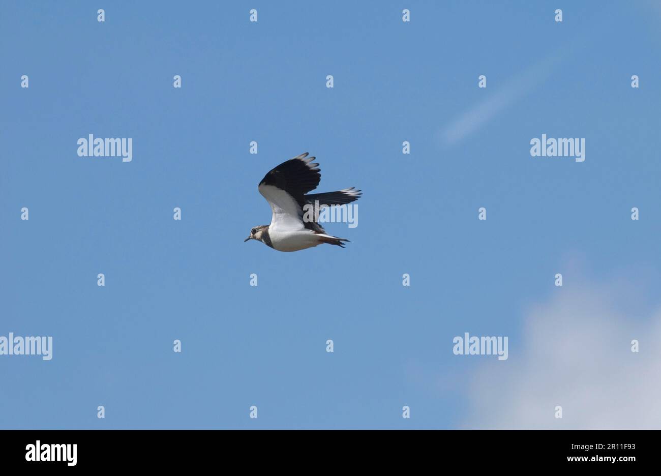 Northern northern lapwing (Vanellus vanellus) adult in flight, Elmley ...
