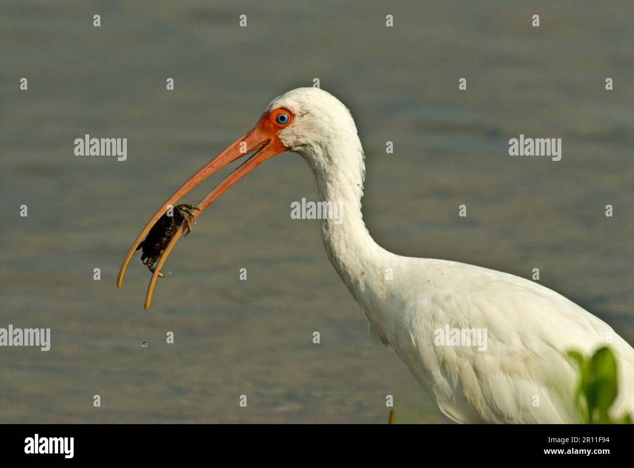 White american white ibis (Eudocimus albus) adult, with crayfish prey ...