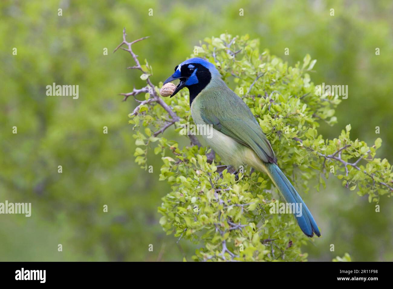 Green jay (Cyanocorax yncas), corvids, songbirds, animals, birds, Green ...