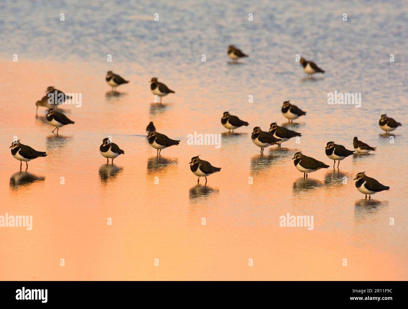 Northern Lapwing (Vanellus vanellus) flock, roosting in shallow lagoon ...