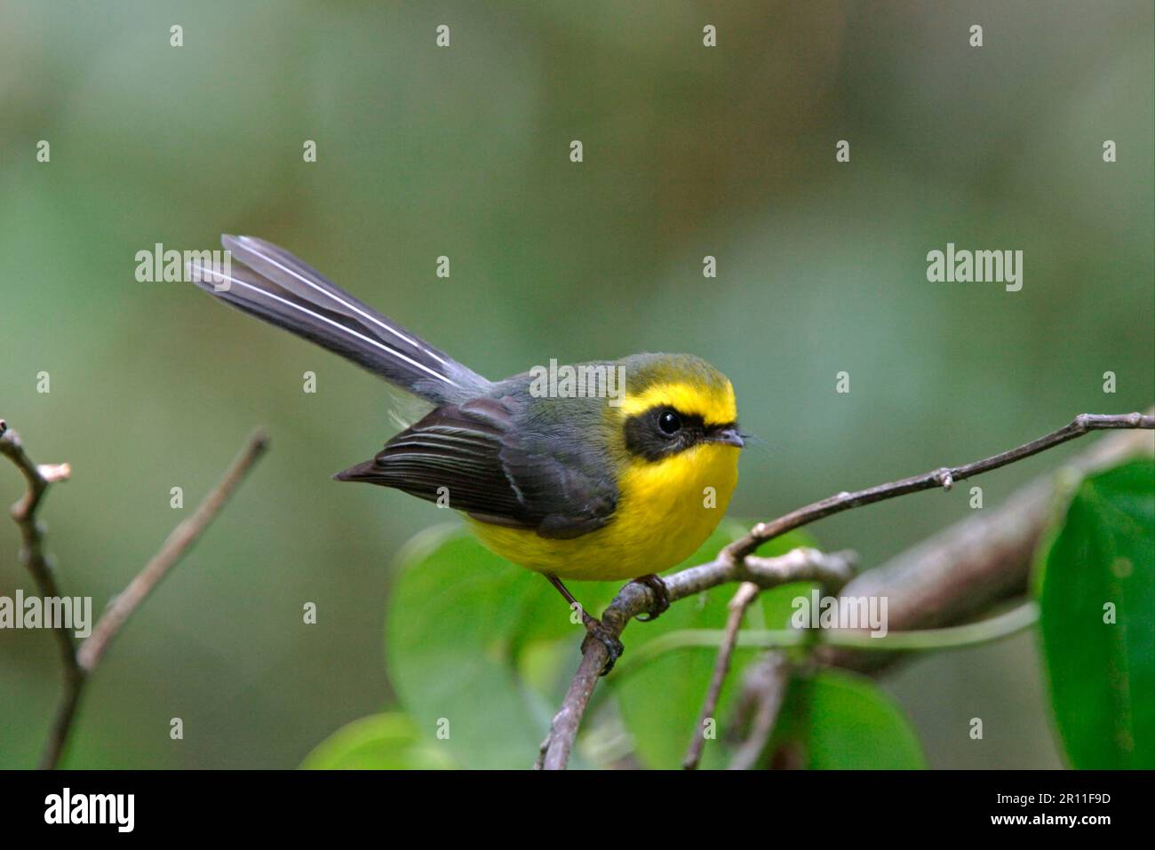 Golden-bellied Fantail, Golden-bellied Fantails, Songbirds, Animals ...