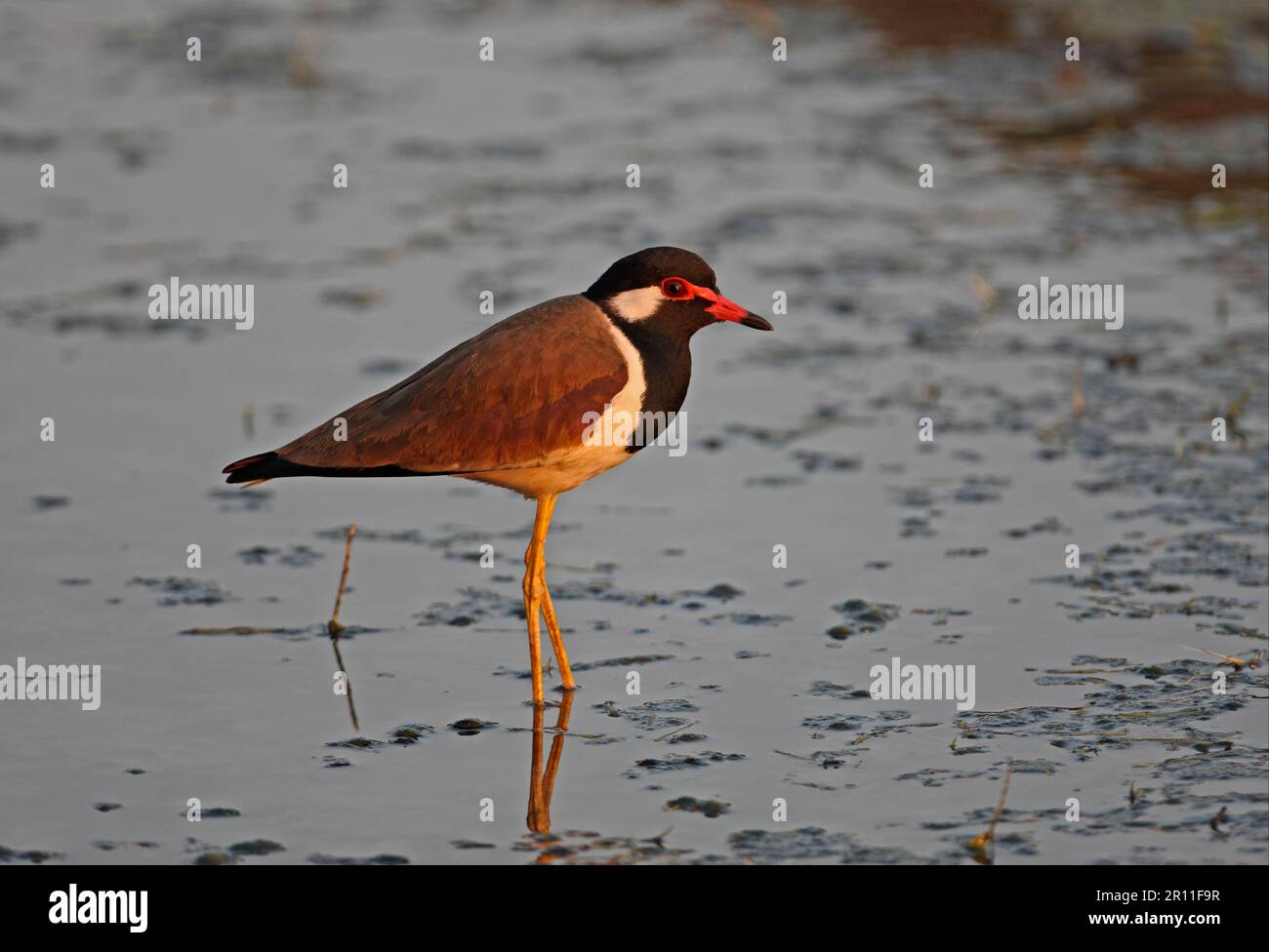 Adult Red-wattled Lapwing (Vanellus indicus atronuchalis), standing in ...