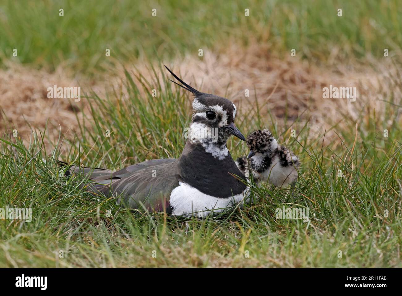 Northern northern lapwing (Vanellus vanellus) adult female, summer ...