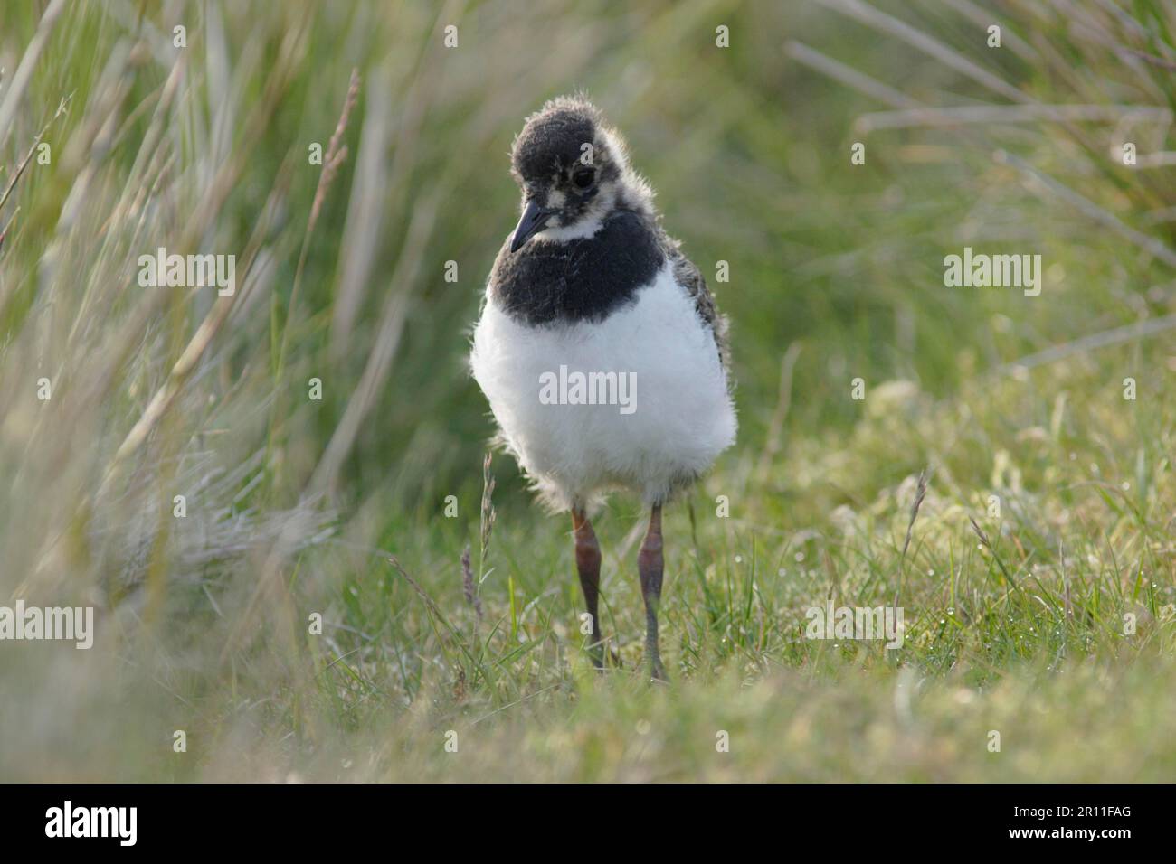 Northern northern lapwings (Vanellus vanellus) chicks standing in grass on moorland, Swaledale ...