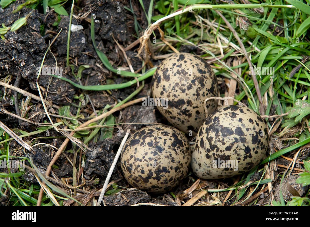 Northern Northern Lapwing Vanellus Vanellus Three Eggs In Nest On Cow