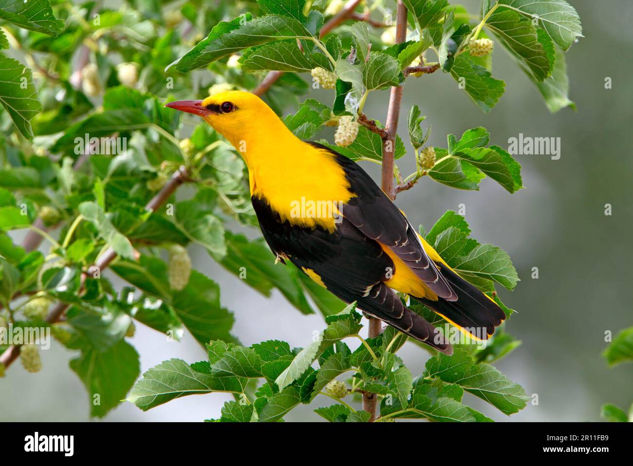 Golden Oriole, Whitsun Bird, eurasian golden orioles (Oriolus oriolus ...