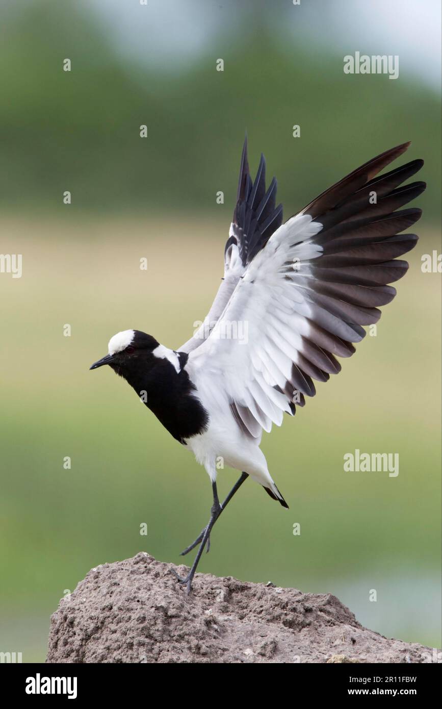 Blacksmith Plover (Vanellus armatus), Weapon Plover, Blacksmith Plover ...