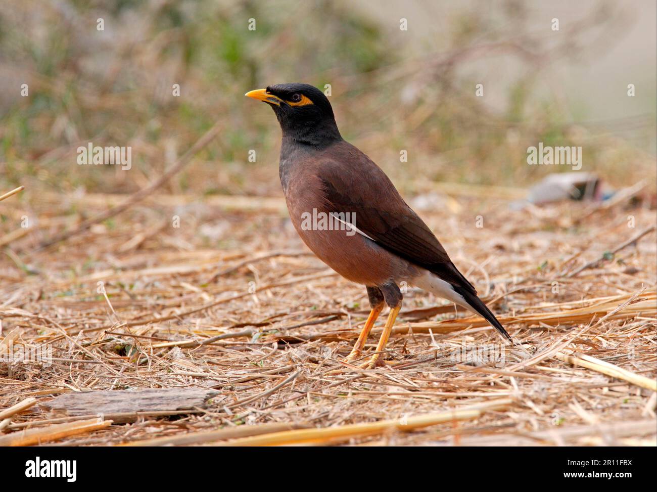 Common common myna (Acridotheres tristis), adult, standing on the ...