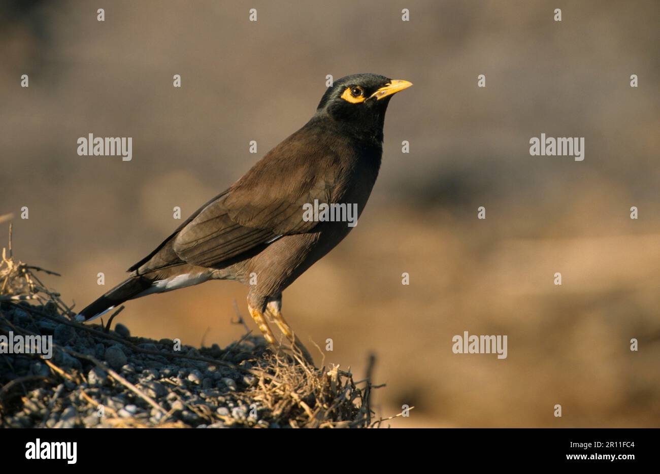 Common (Acridotheres tristis) Mynah Perched on mound, close-up, Oman ...