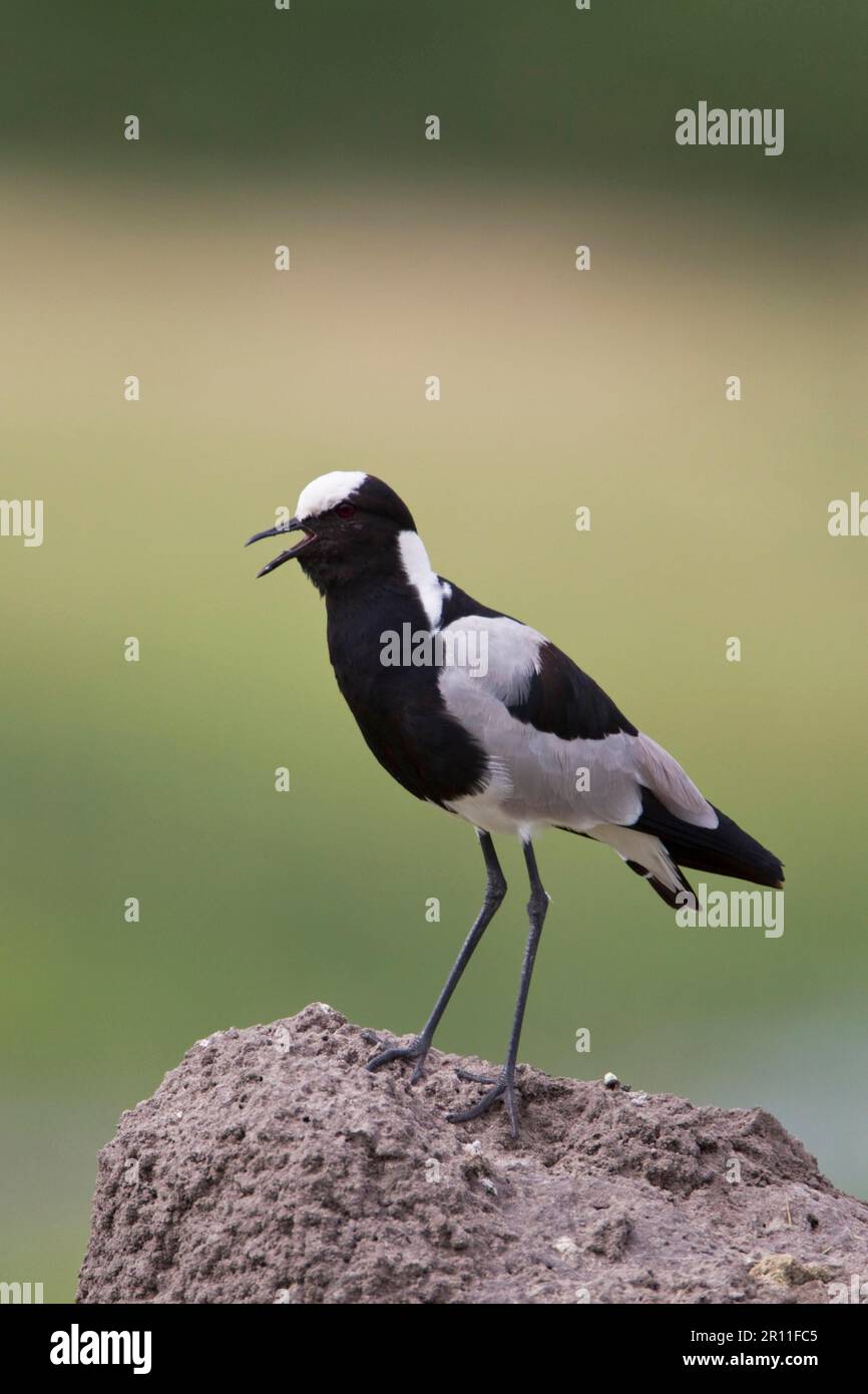 Blacksmith Plover (Vanellus armatus), Weapon Plover, Blacksmith Plover ...