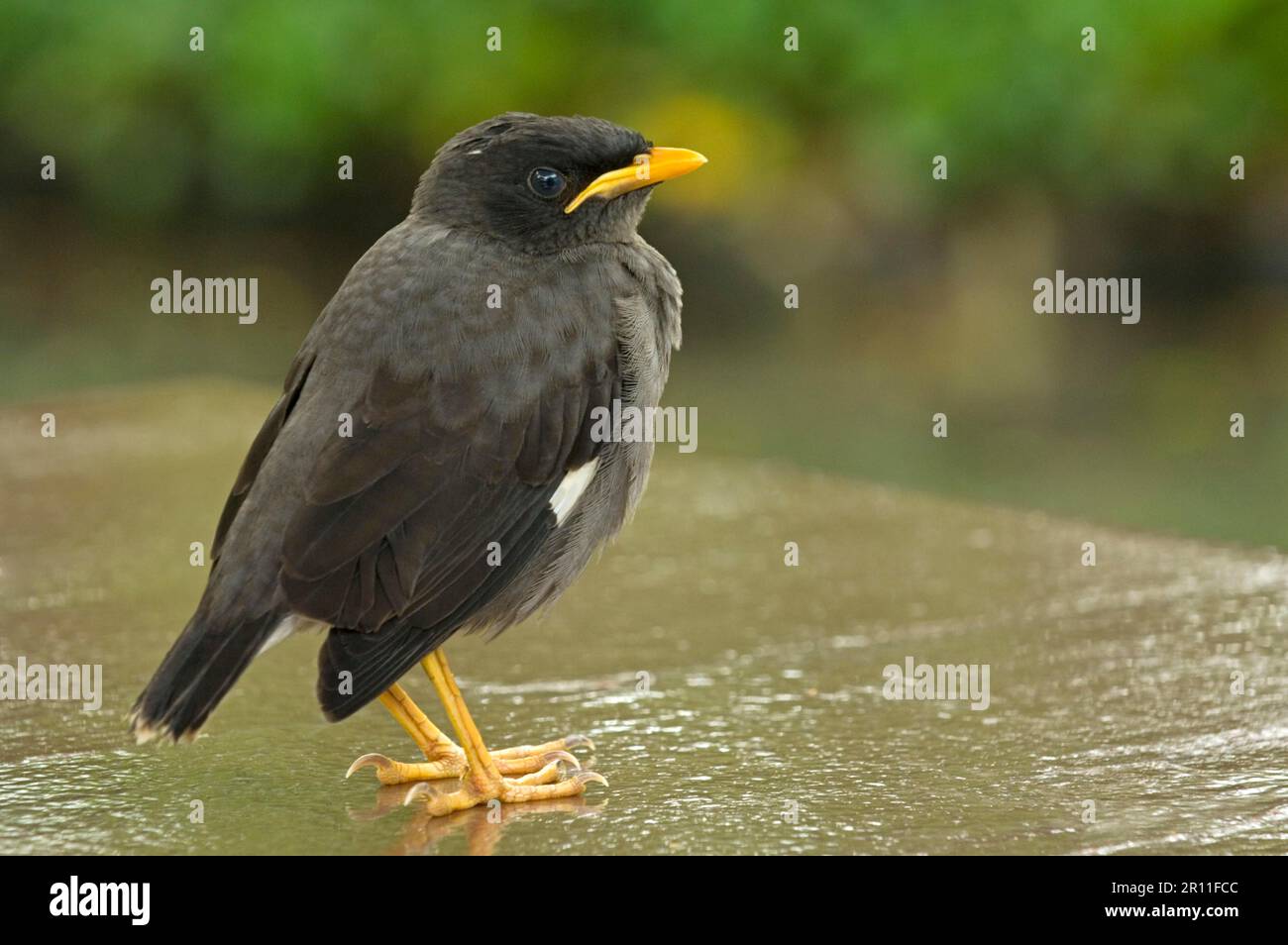 Common common myna (Acridotheres tristis) juvenile, introduced species ...