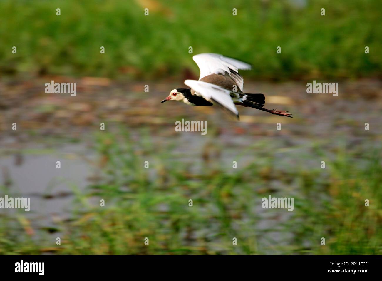 Long-toed Lapwing, long-toed lapwings (Vanellus crassirostris), Long ...
