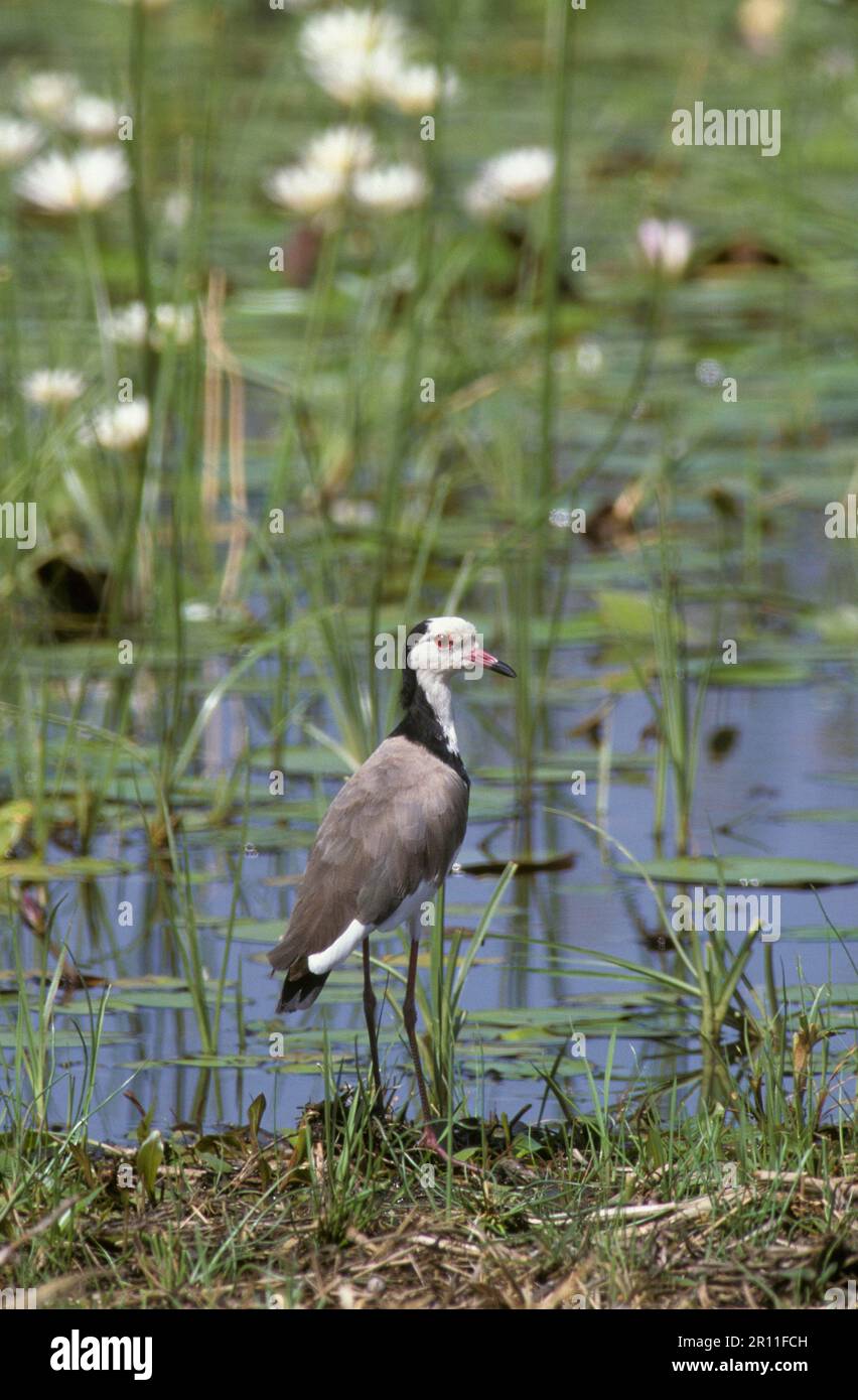 Long-toed Lapwing, long-toed lapwings (Vanellus crassirostris), Long ...