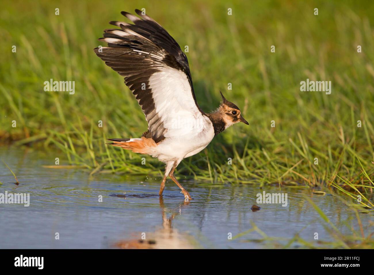 Lapwing flap hi-res stock photography and images - Alamy