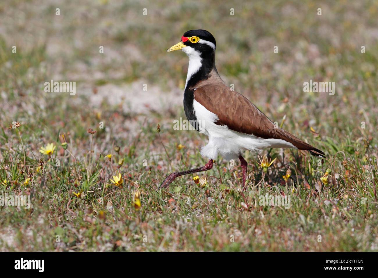 Lapwing on a nest hi-res stock photography and images - Alamy