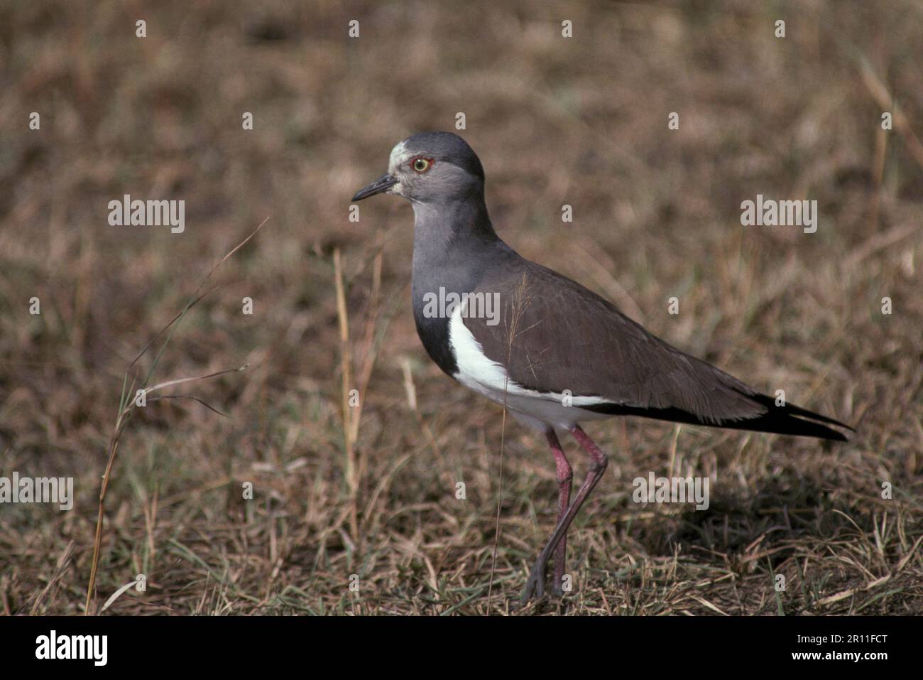 Black-winged Plover, Black-winged Plover, Animals, Birds, Waders ...