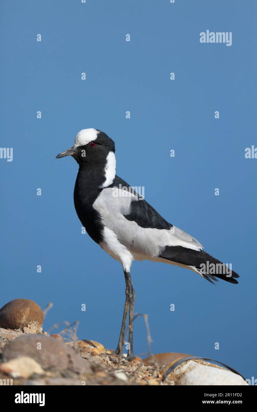 Blacksmith Plover (Vanellus armatus) adult, standing at edge of water ...