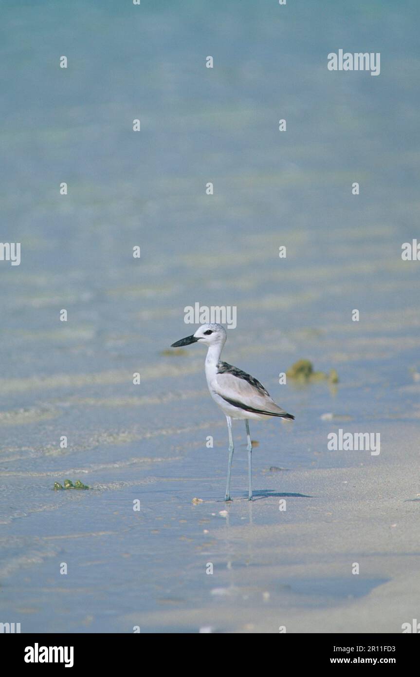 Crab-plover (Dromas ardeola), Animals, Birds, Waders, Crab Plover adult ...