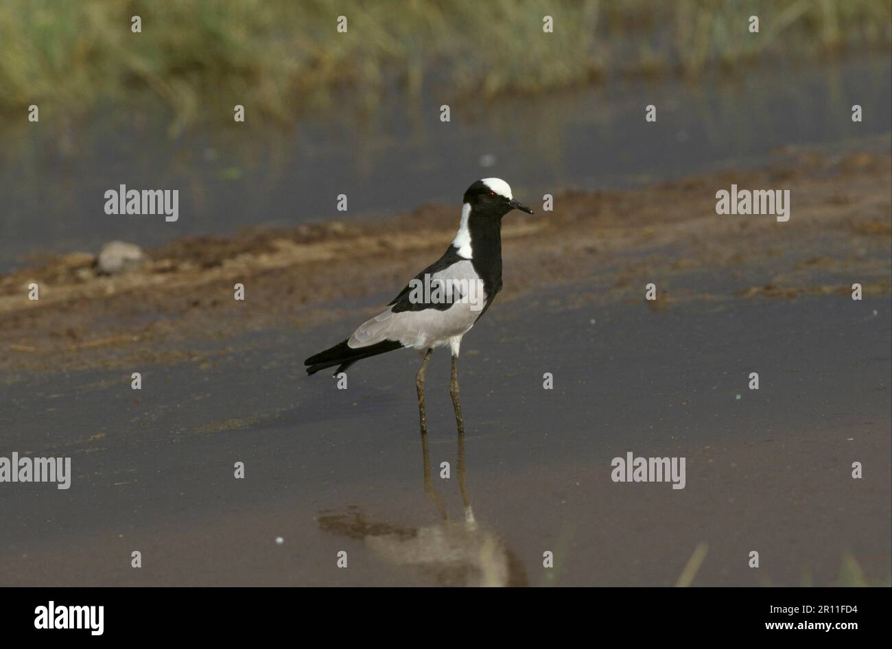 Blacksmith Plover (Vanellus armatus), Weapon Plover, Blacksmith Plover ...