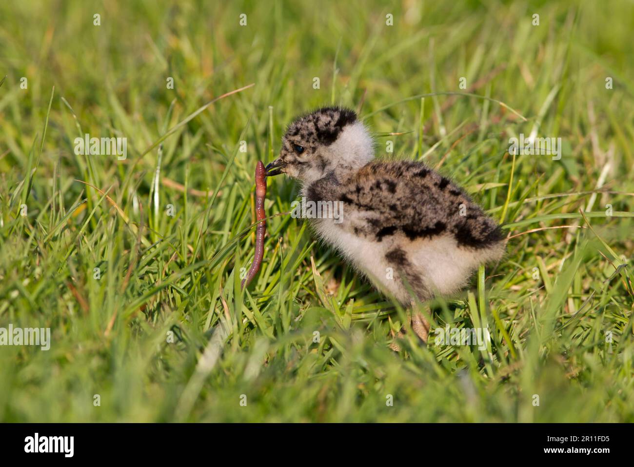 Worm eater hi-res stock photography and images - Alamy