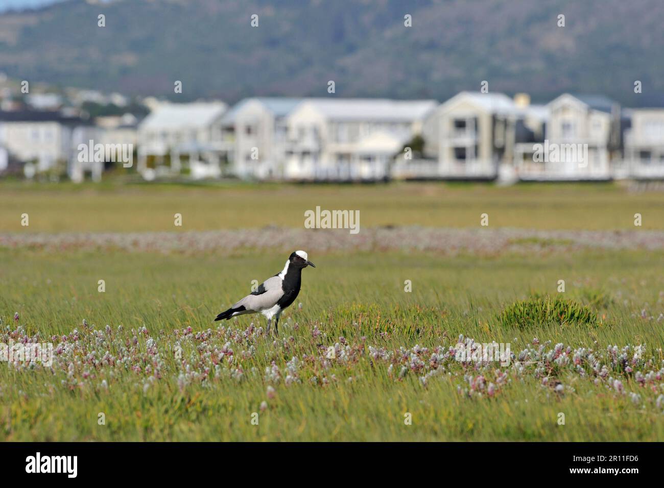 Blacksmith Plover, blacksmith lapwings (Vanellus armatus), Blacksmith ...
