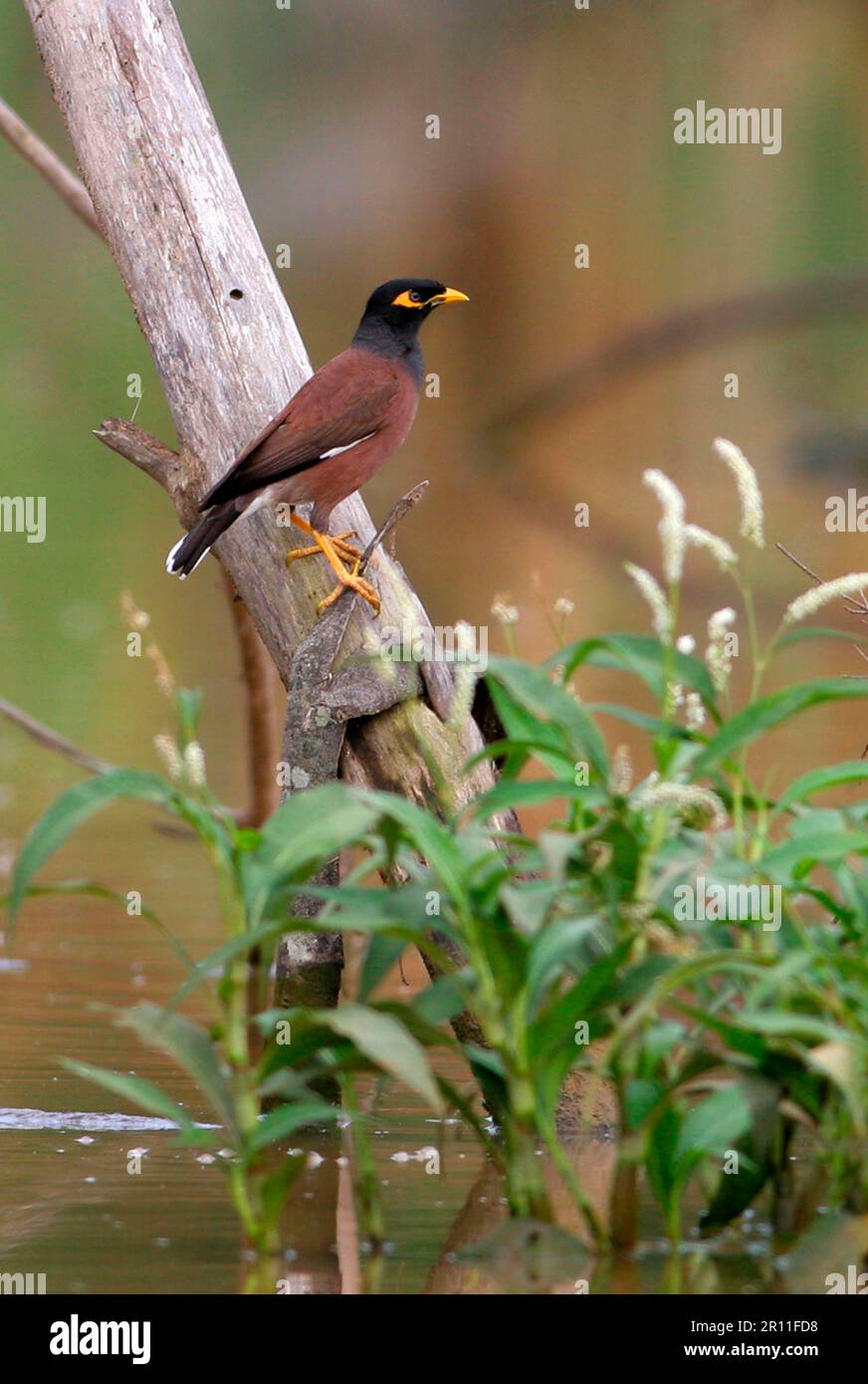 Common common myna (Acridotheres tristis), adult, on a dead tree in a ...