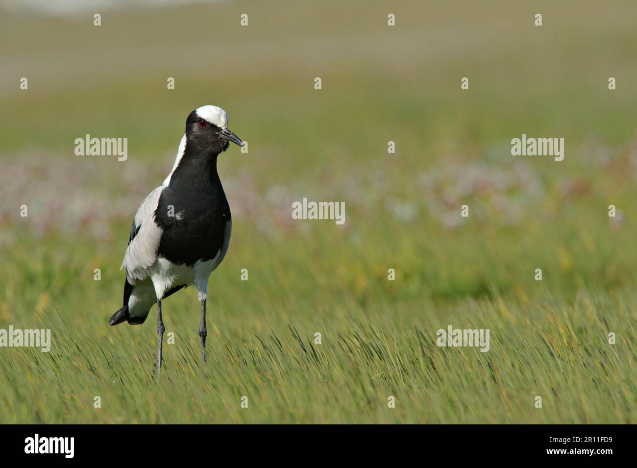 Blacksmith Plover (Vanellus armatus), Weapon Plover, Blacksmith Plover ...