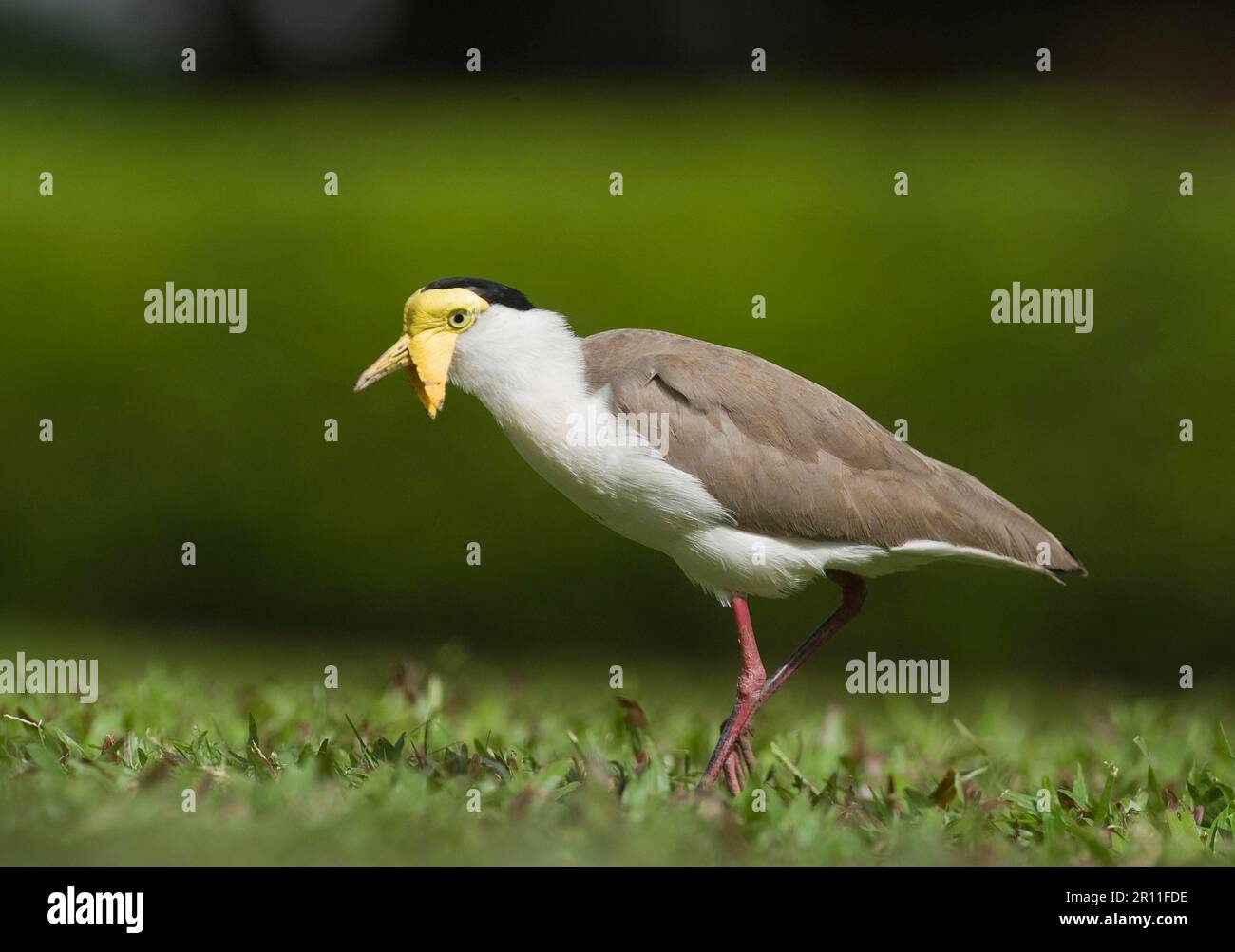 Masked lapwings (Vanellus miles), Soldier Lapwing, Soldier Lapwings ...