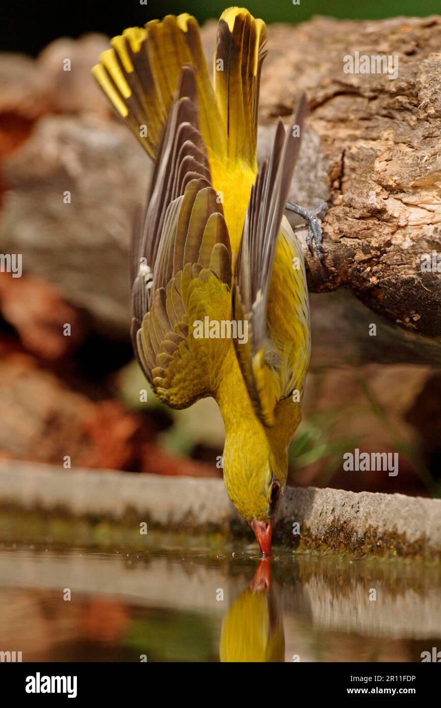 Golden Oriole, Golden Oriole adult female, drinking from woodland pool ...