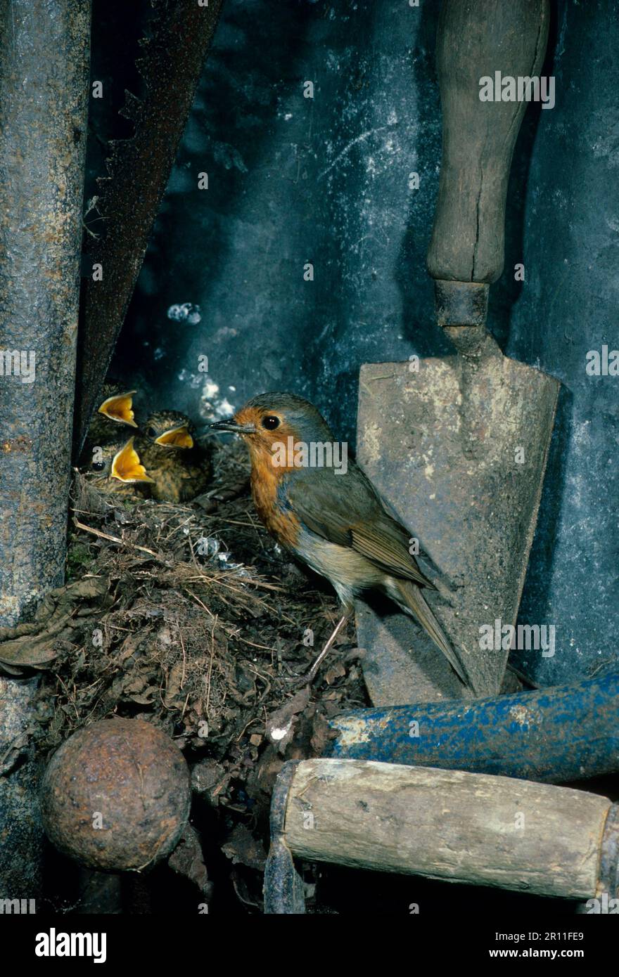 European robin (Erithacus rubecula) In nest in shed Young demanding ...