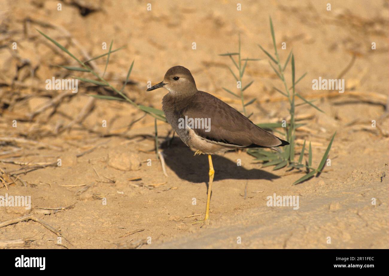 Lapwing at rest hi-res stock photography and images - Alamy