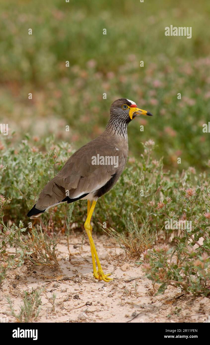 Vanellus african wattled lapwings (Vanellus senegallus), Wattled ...