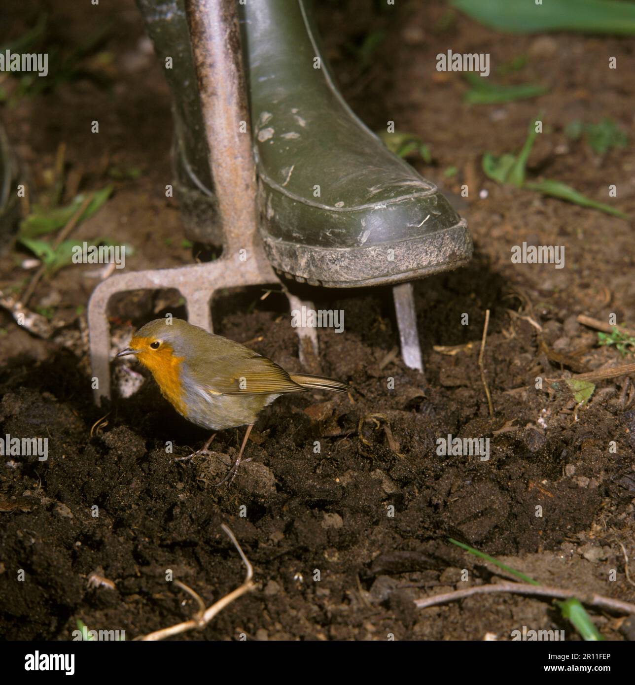 European european robin (Erithacus rubecula) (S) Standing with rubber ...