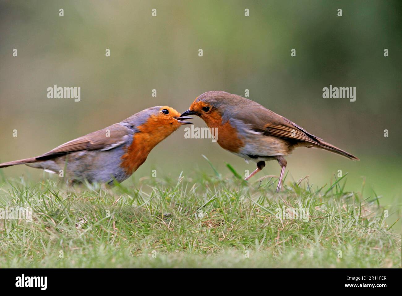 Pair bonding hi-res stock photography and images - Alamy