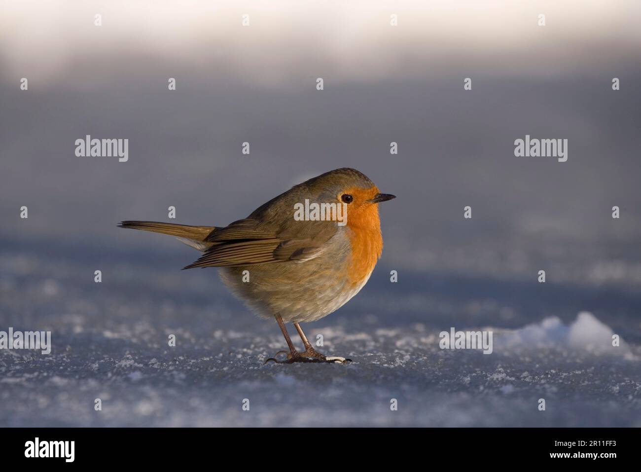 Robin pond ice garden hi-res stock photography and images - Alamy