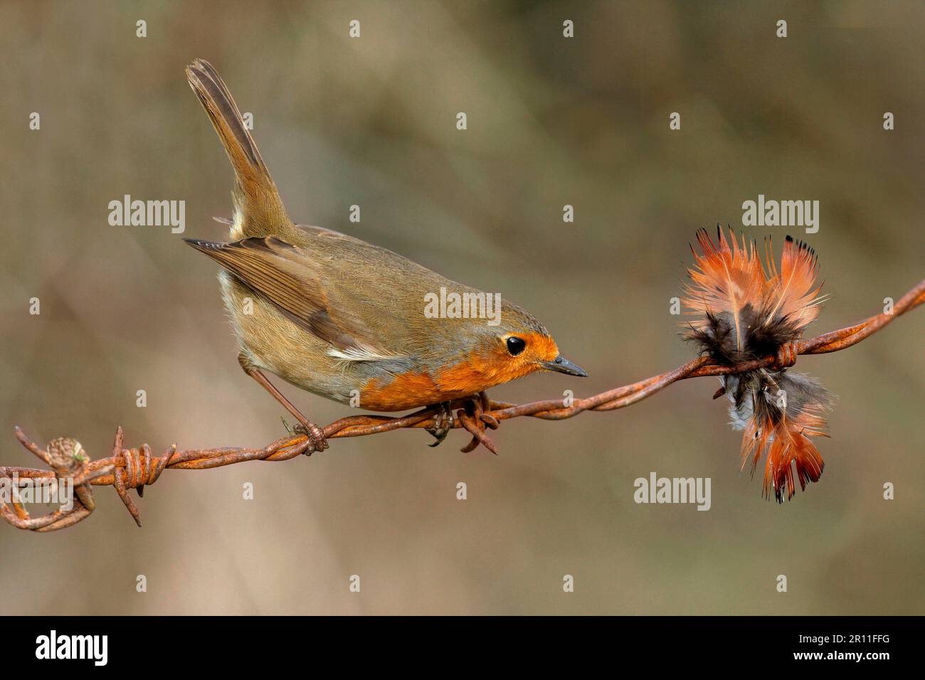 Robin sitting on wire fence hi-res stock photography and images - Alamy