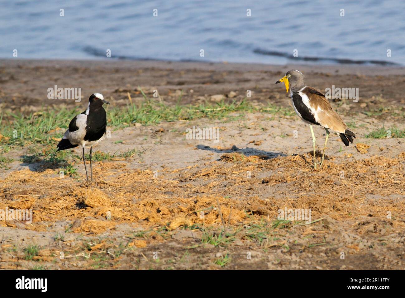 Adult blacksmith lapwing (Vanellus white-crowned lapwing (Vanellus ...