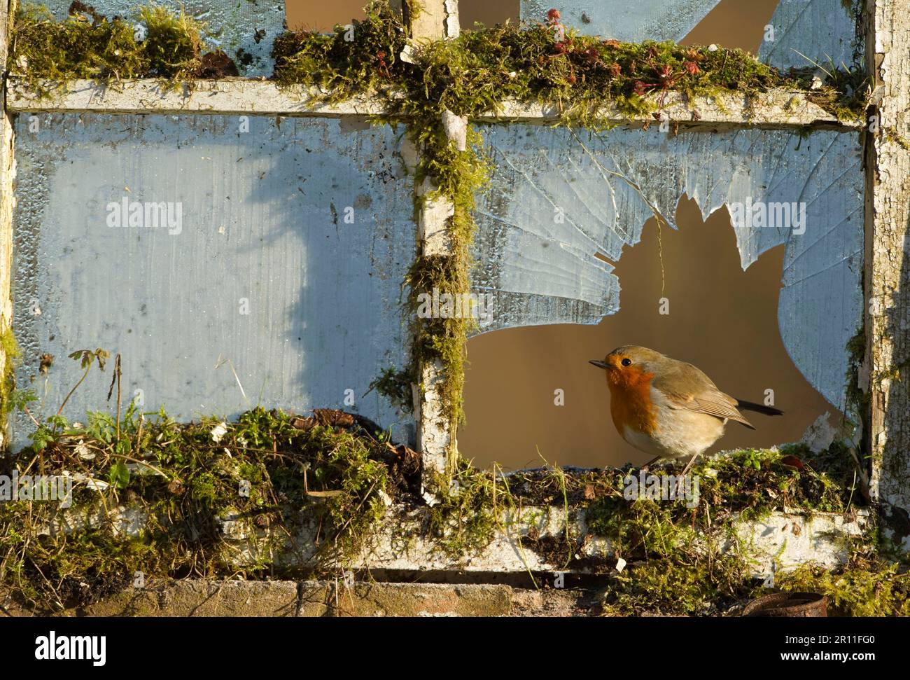European european robin (Erithacus rubecula), adult, sitting in a ...