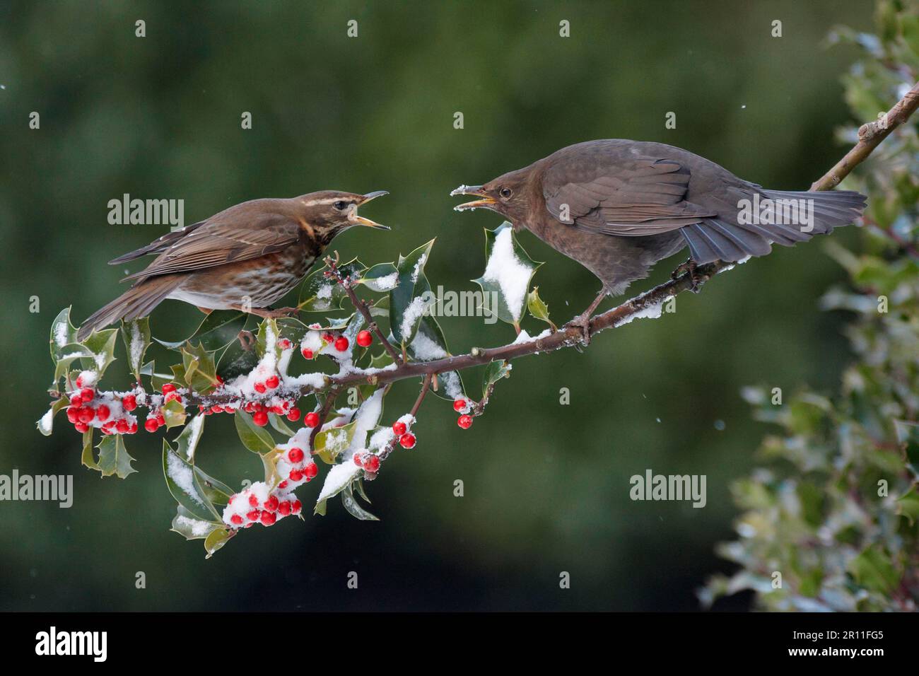 Redwing england hi-res stock photography and images - Alamy