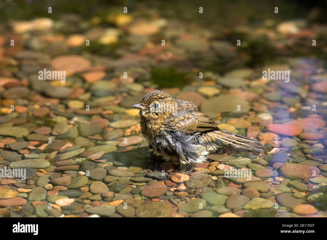 European european robin (Erithacus rubecula) juvenile, bathing in ...
