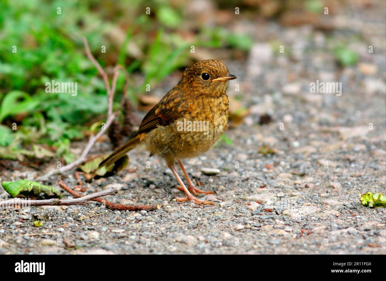 European european robin (Erithacus rubecula) Juvenile standing on the ...