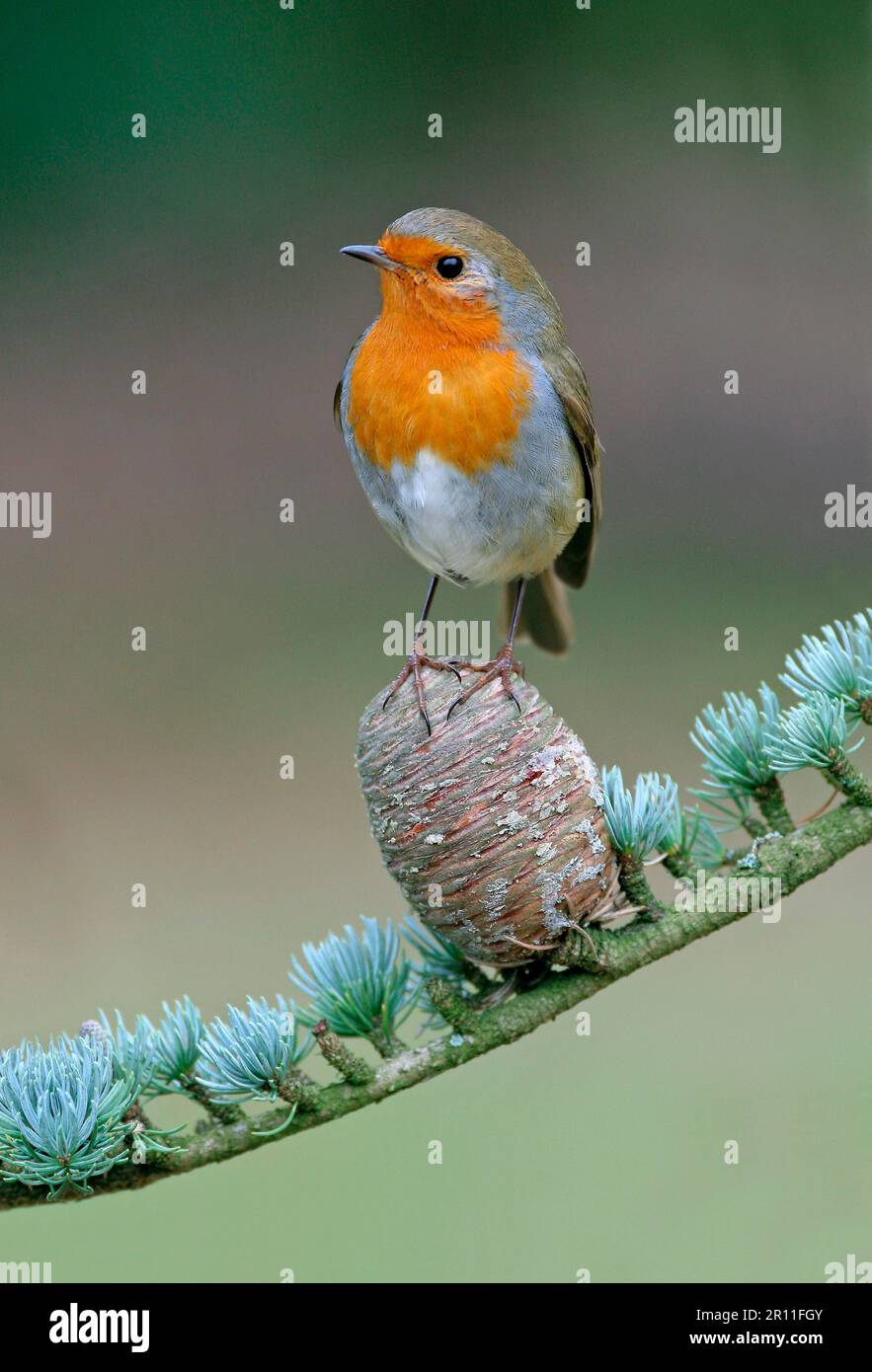 European european robin (Erithacus rubecula) adult, sitting on the cone ...