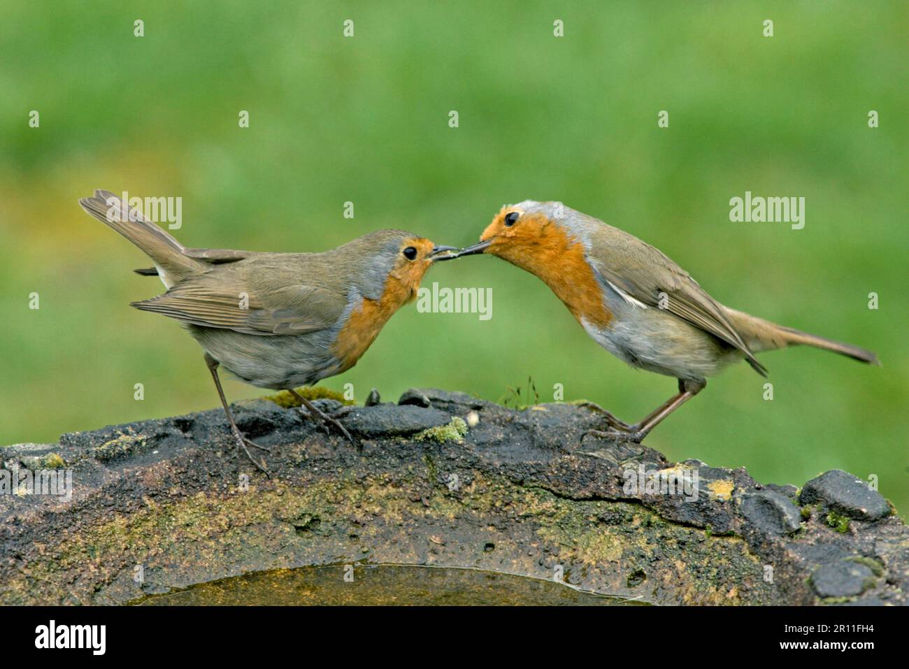 European european robin (Erithacus rubecula), adult pair, courtship on ...