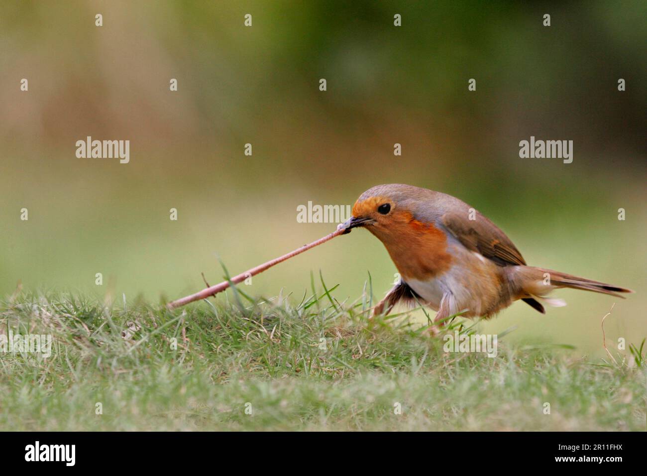 European robin (Erithacus rubecula), songbirds, animals, birds ...