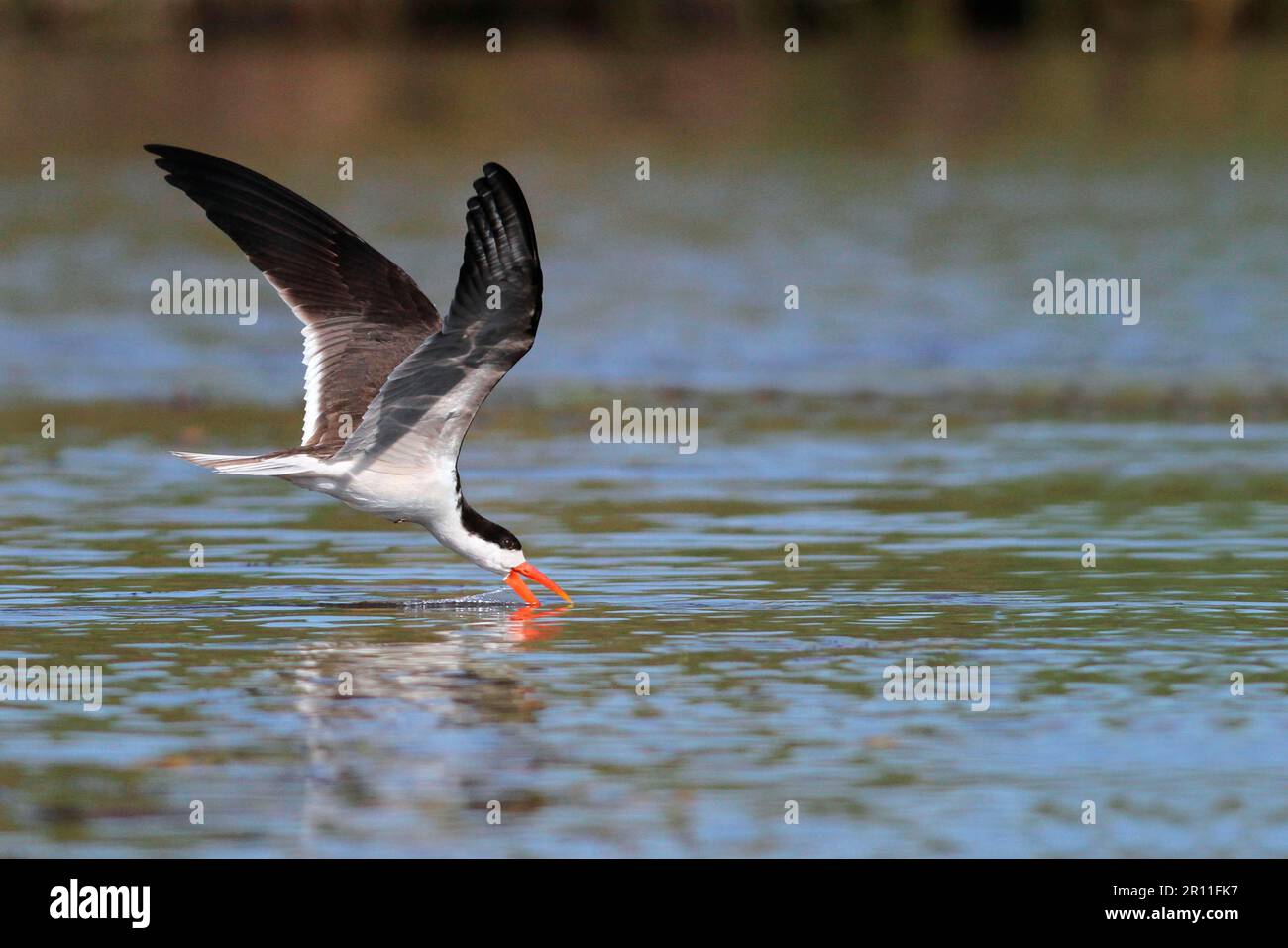 African african skimmer (Rynchops flavirostris) adult, in flight ...