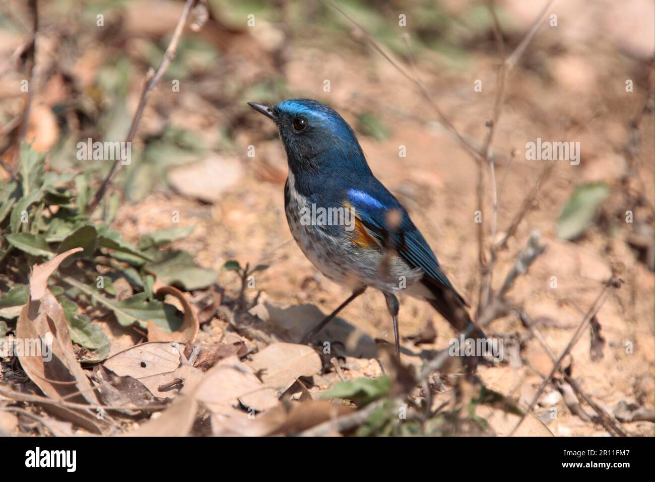 Orange-flanked Bush-robin (Tarsiger cyanurus rufilatus) adult male ...