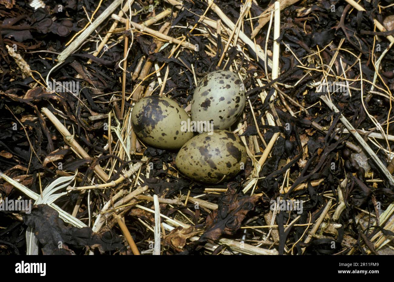 Arctic tern (Sterna paradisaea) Nest with three eggs Stock Photo - Alamy