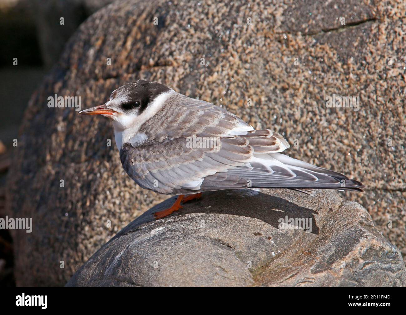 Arctic terns (Sterna paradisea) Arctic Tern, animals, birds, Arctic ...
